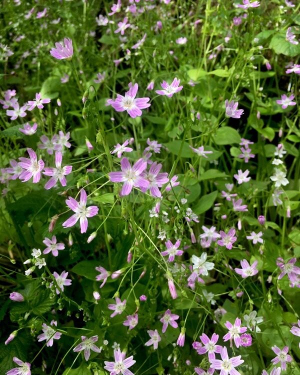 Pacific Horticulture | Blanket the Ground - Native Groundcover ...