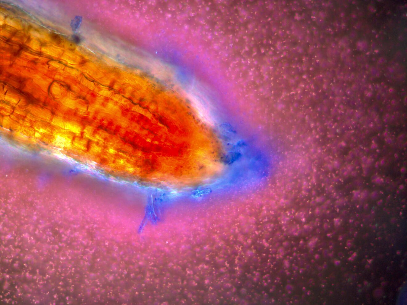 Pacific Horticulture | Teaming with Bacteria Book Excerpt: The ...