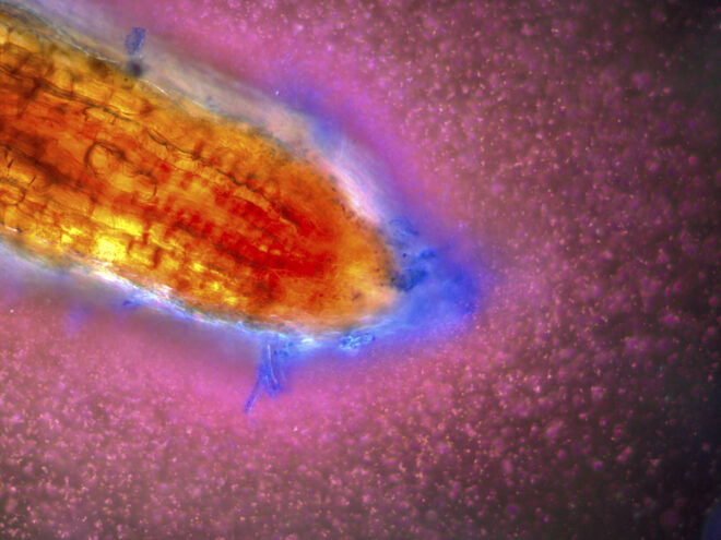 Pacific Horticulture | Teaming with Bacteria Book Excerpt: The ...