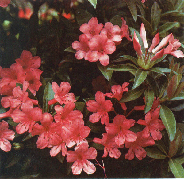 Pacific Horticulture | Vireyas Return