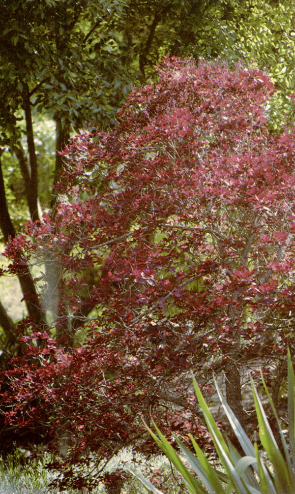 Pacific Horticulture | Colored and Variegated Broad-Leaved Trees and Shrubs