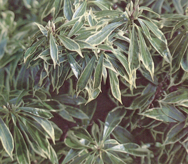 Pacific Horticulture | Trees and Shrubs With Variegated Foliage