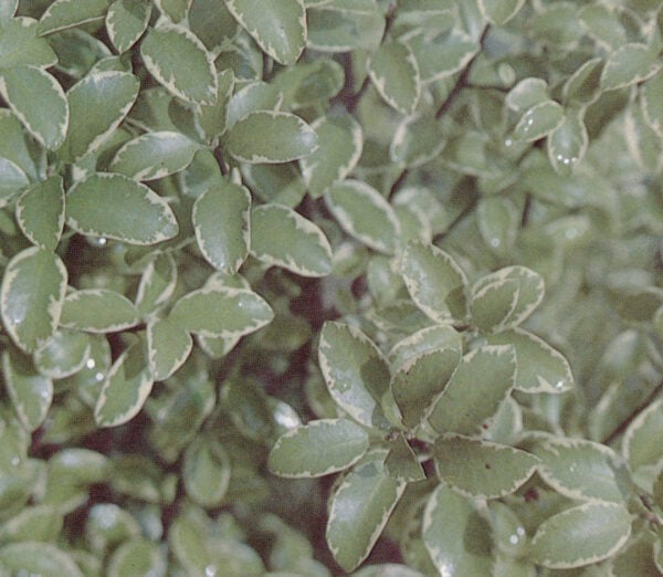Pacific Horticulture | Trees and Shrubs With Variegated Foliage