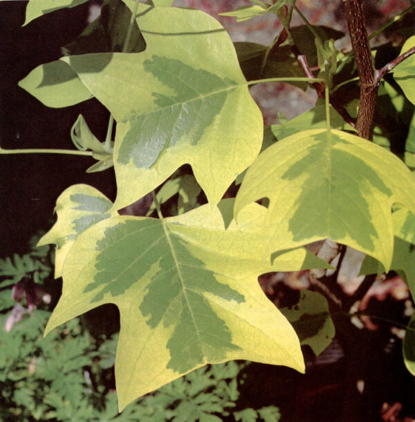 Pacific Horticulture | Trees and Shrubs With Variegated Foliage