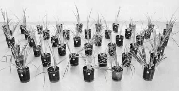 Pacific Horticulture | Post Nature