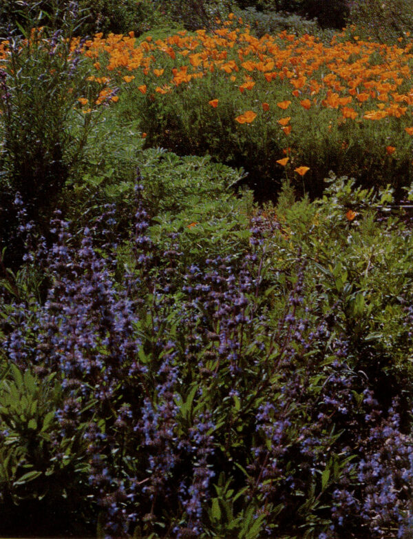 Pacific Horticulture | Designing a Garden of Native Plants