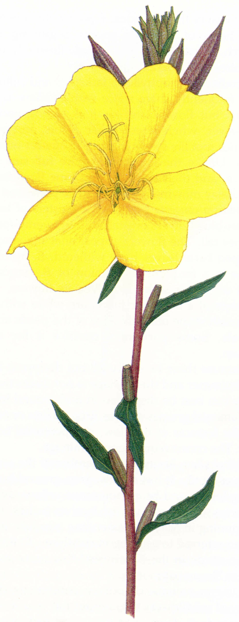 Pacific Horticulture | Gardening with Wildflowers