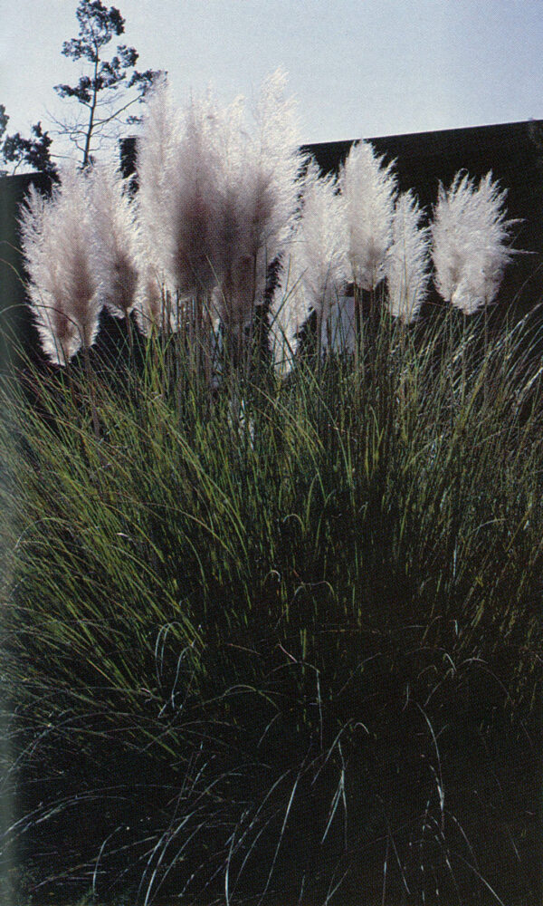 Pacific Horticulture | Pampas Grasses: One a Weed and One a Garden Queen