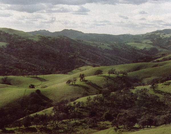 Pacific Horticulture | Arcadia in California