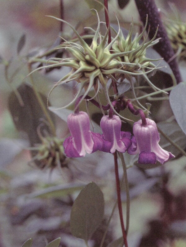 Pacific Horticulture | Clematis Go Native in the Pacific Northwest