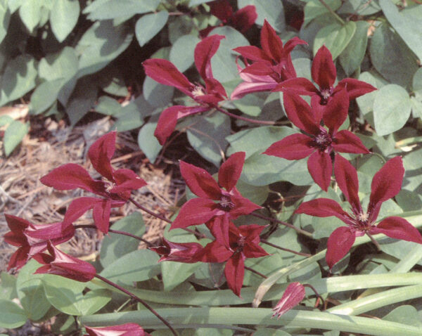Pacific Horticulture | Clematis Go Native in the Pacific Northwest