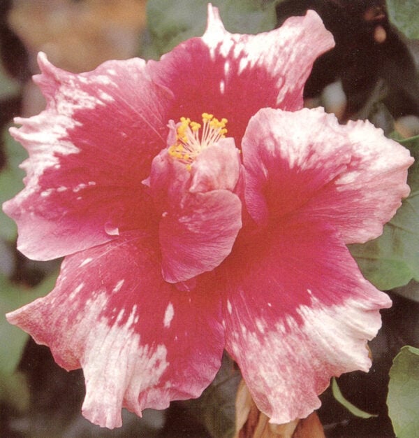 Pacific Horticulture | The Hibiscus Revolution