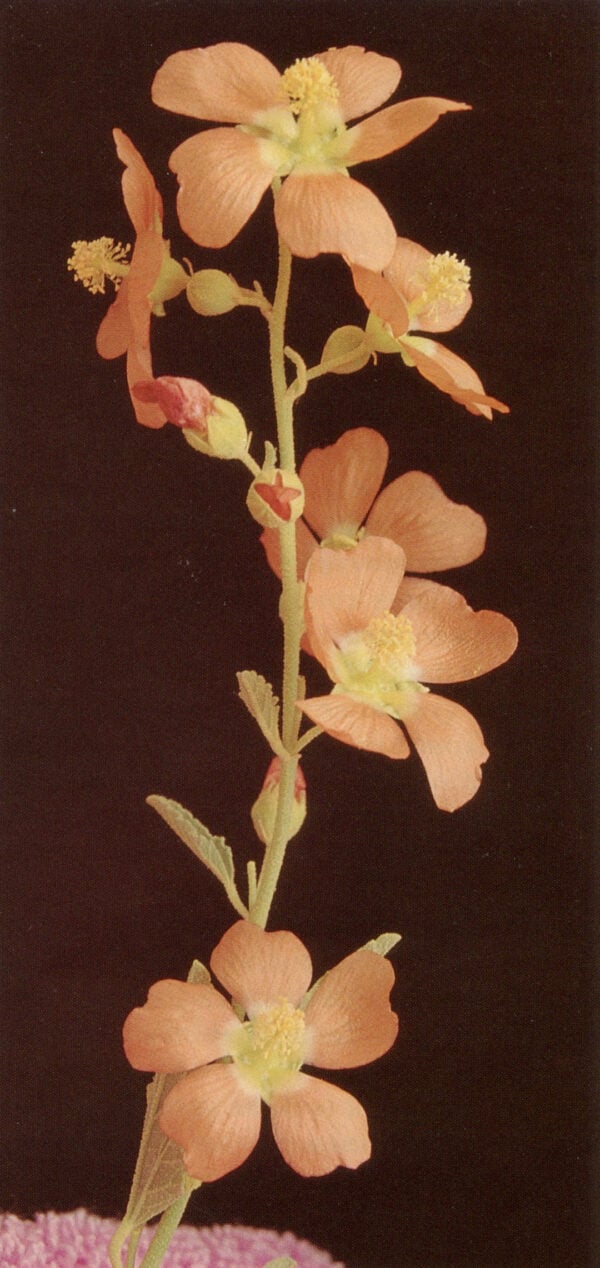 Pacific Horticulture | Marvelous Mallows