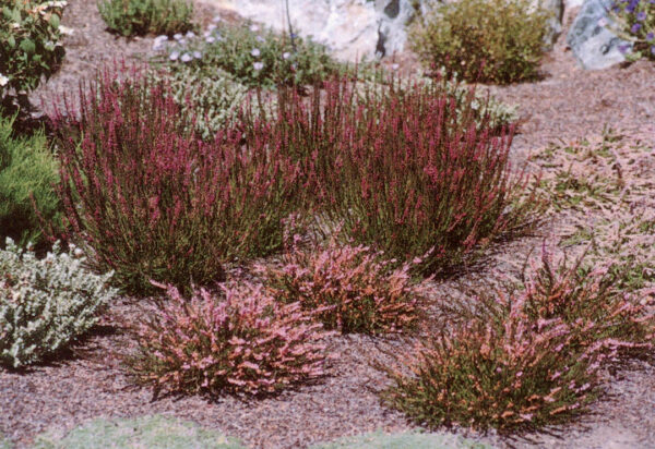 Pacific Horticulture | North Coast Gardening with Heather