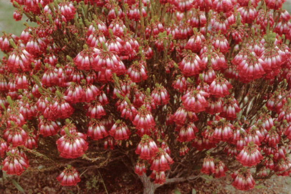 Pacific Horticulture | Cape Heaths in Santa Cruz