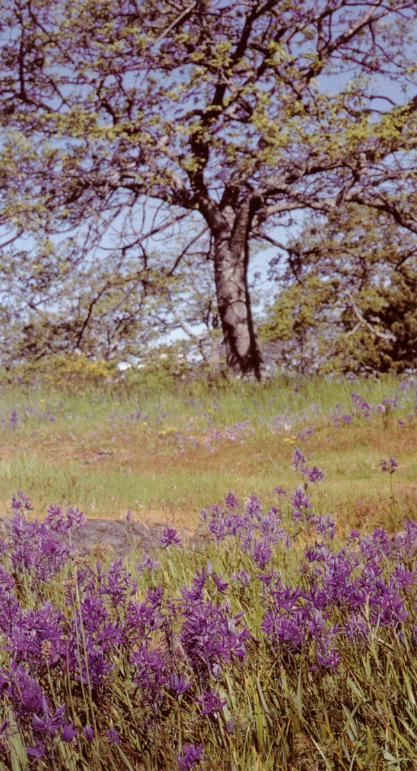 Pacific Horticulture | Victoria's Garry Oak Meadows
