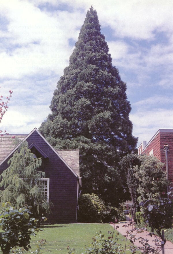 Pacific Horticulture | Nature's Masterpiece: Giant Sequoia