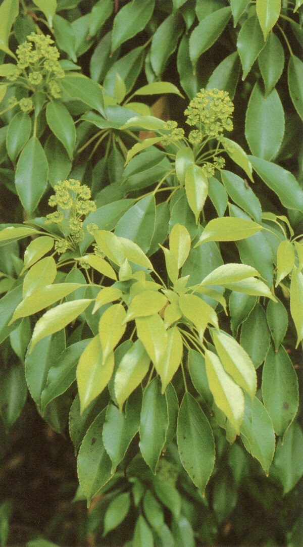 Pacific Horticulture | Trees of Washington Park Arboretum: The Wheel Tree