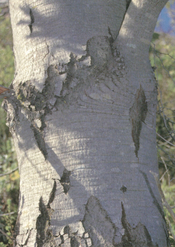 Pacific Horticulture | The Silver Tree