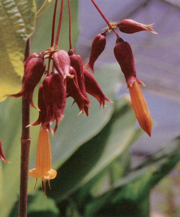 Pacific Horticulture | Pacific Plant Promotions: Report on the Premiere ...