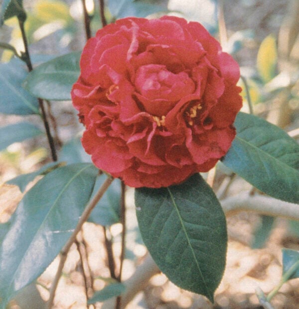 Pacific Horticulture | A Fresh Look at Camellia reticulata