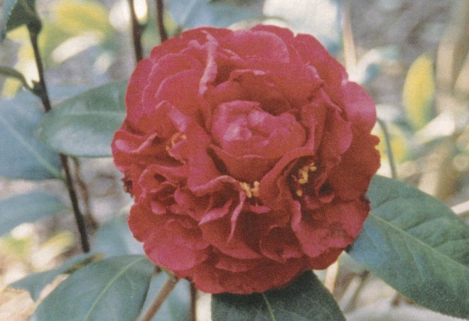 Pacific Horticulture | A Fresh Look at Camellia reticulata