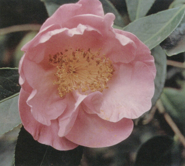 Pacific Horticulture | A Fresh Look at Camellia reticulata