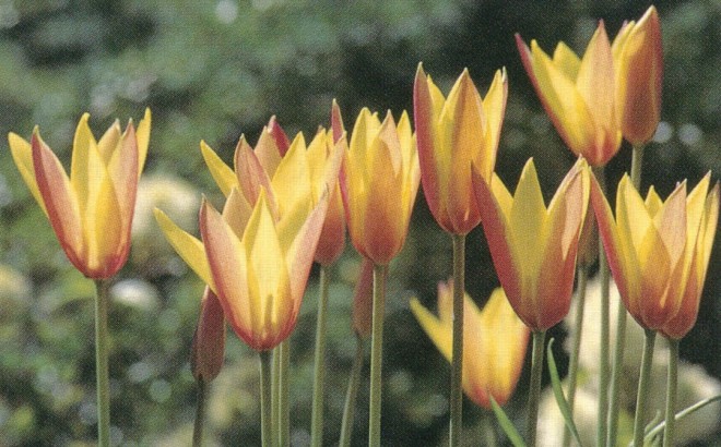 Pacific Horticulture | Species Tulips