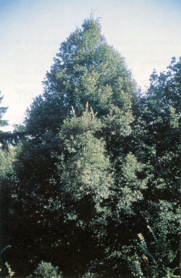 Pacific Horticulture | Trees of Hoyt Arboretum: Tanoak