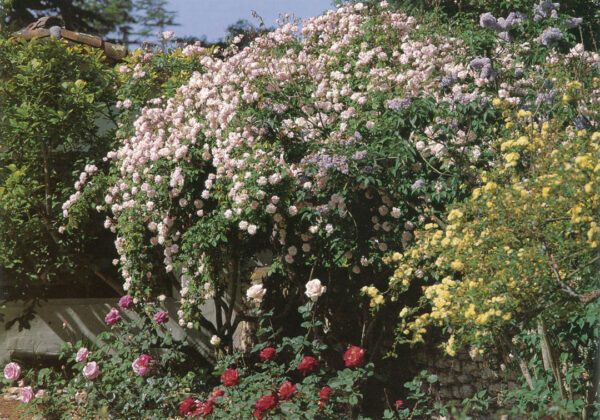 Pacific Horticulture | Roadside Roses