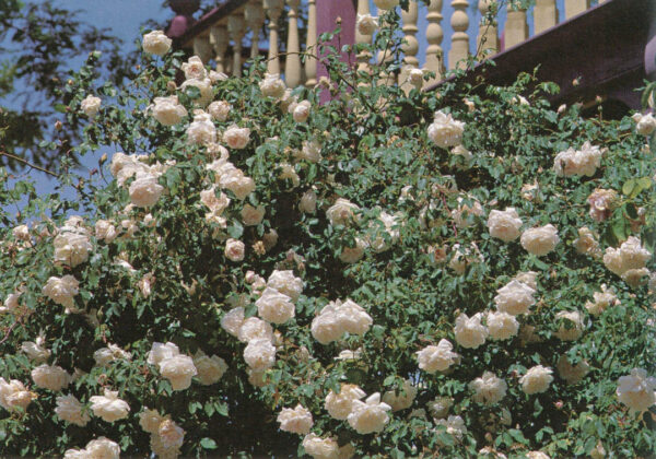 Pacific Horticulture | Roadside Roses