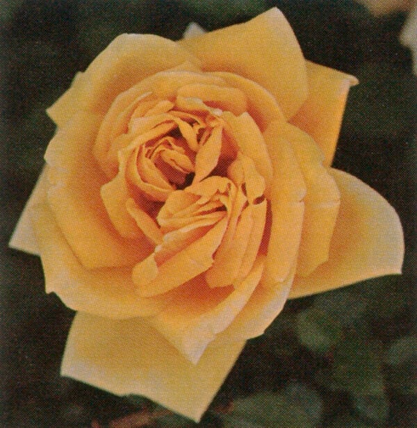 Pacific Horticulture | Roadside Roses