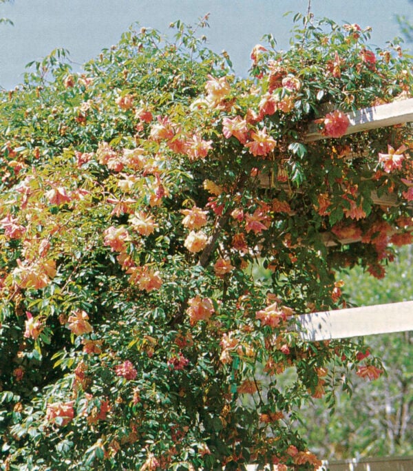 Pacific Horticulture | Roadside Roses