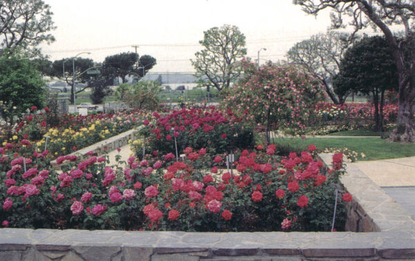 Pacific Horticulture | The Pageant of Roses Garden at Rose Hills ...