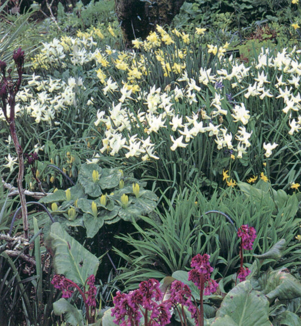 Pacific Horticulture | 10 Years and 10,000 Perennials