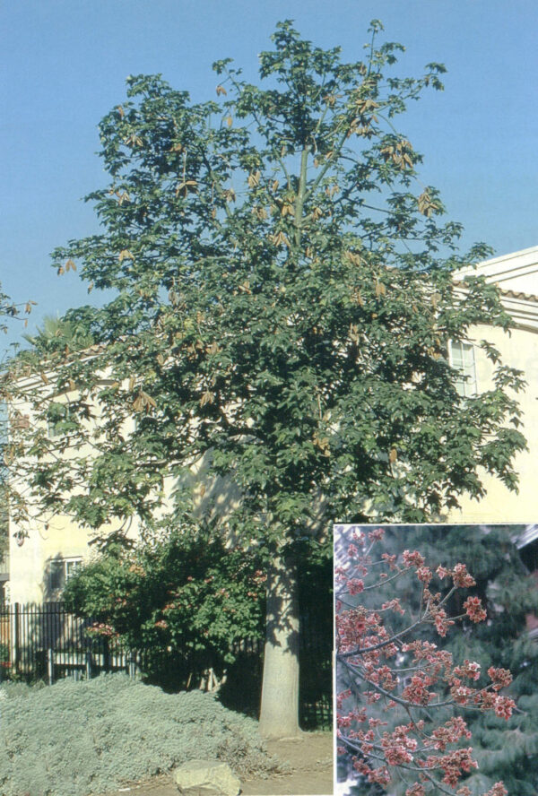Pacific Horticulture | Trees of San Diego: Flame Trees, Kurrajongs, and ...