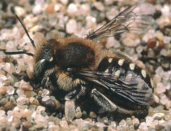Pacific Horticulture | Bees in the 'Burbs