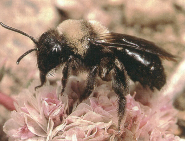 Pacific Horticulture | Bees in the 'Burbs