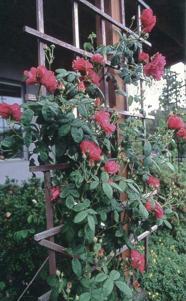 Pacific Horticulture | Seaside Roses