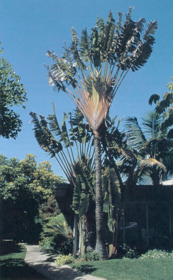 Pacific Horticulture | Trees of San Diego: The Traveler’s Tree