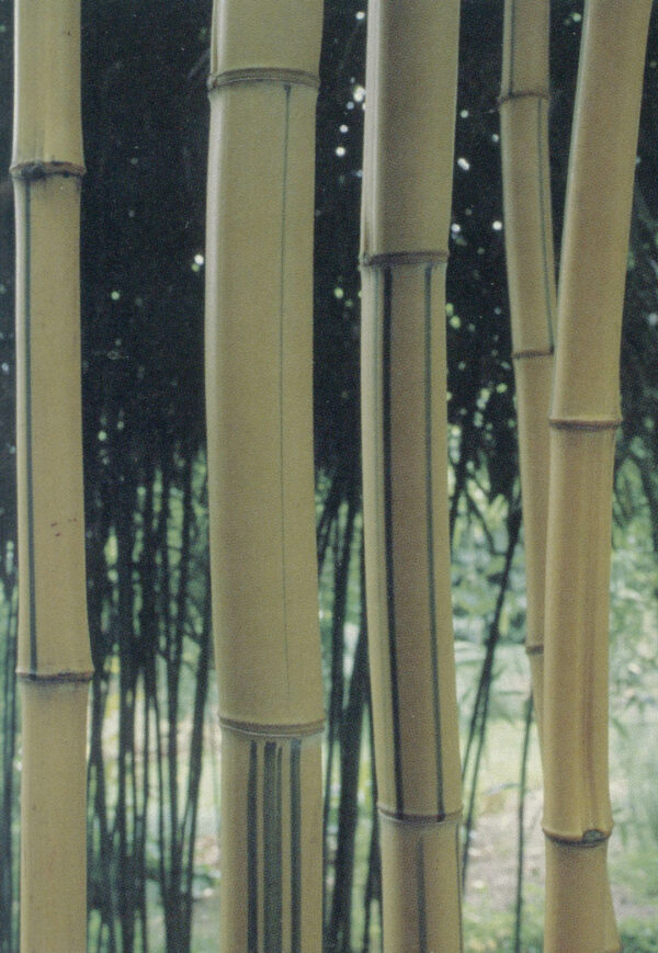 Pacific Horticulture | Beyond Green Bamboo