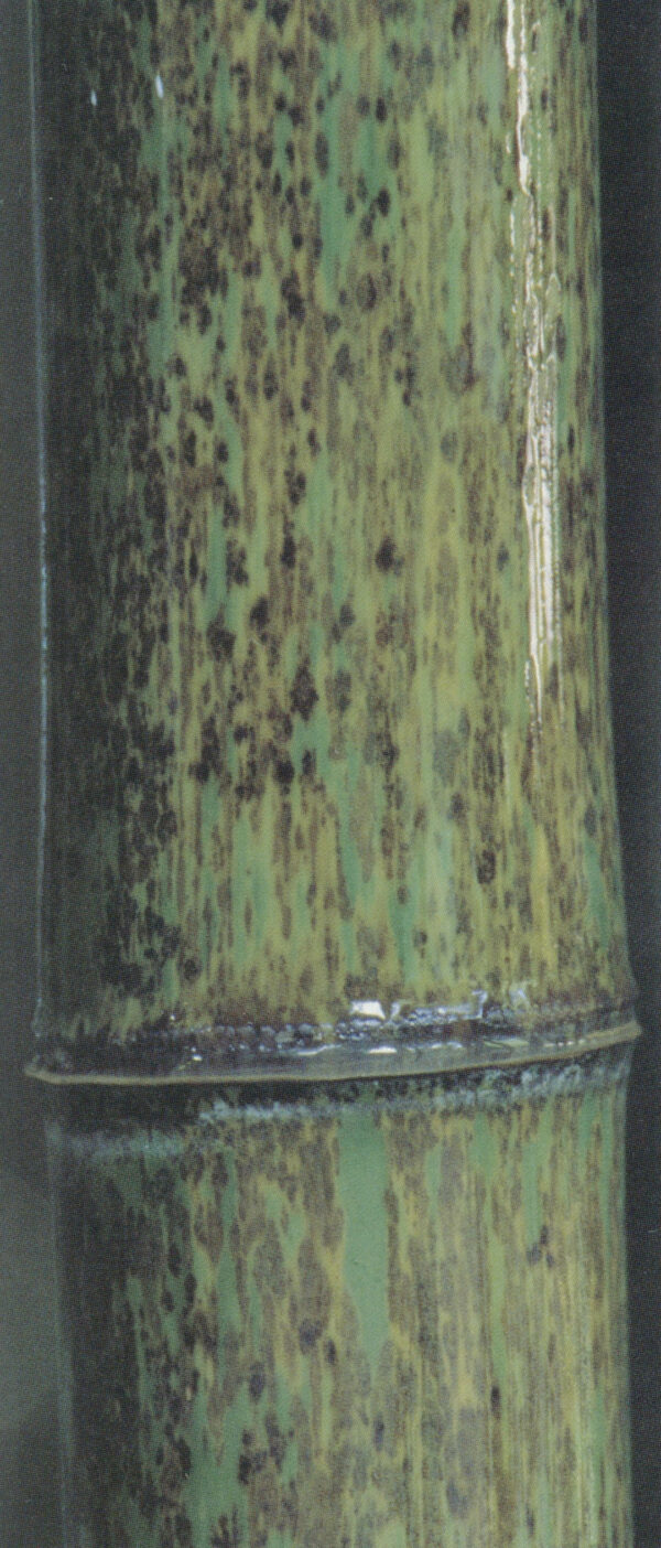 Pacific Horticulture | Beyond Green Bamboo