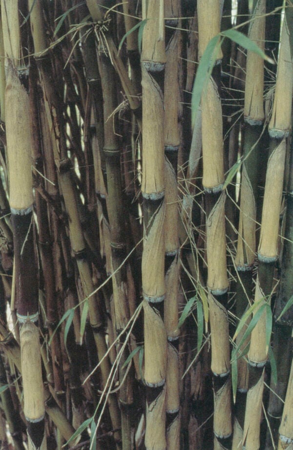 Pacific Horticulture | Beyond Green Bamboo