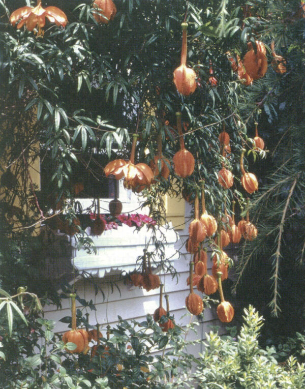 Pacific Horticulture | Pacific Plant Promotions: Passiflora parritae