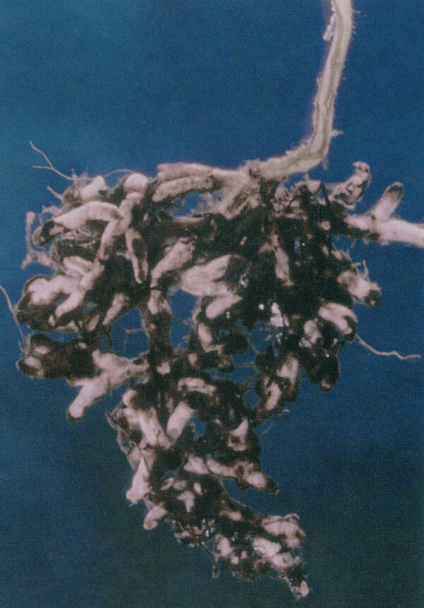 Pacific Horticulture | Mycorrhizal Fungi, Nature's Key to Plant ...