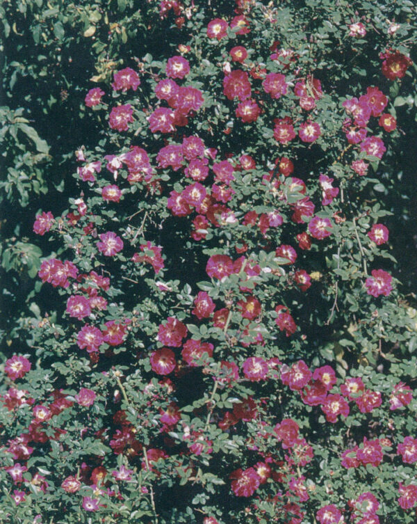 Pacific Horticulture | Ralph Moore: Father of the Miniature Rose