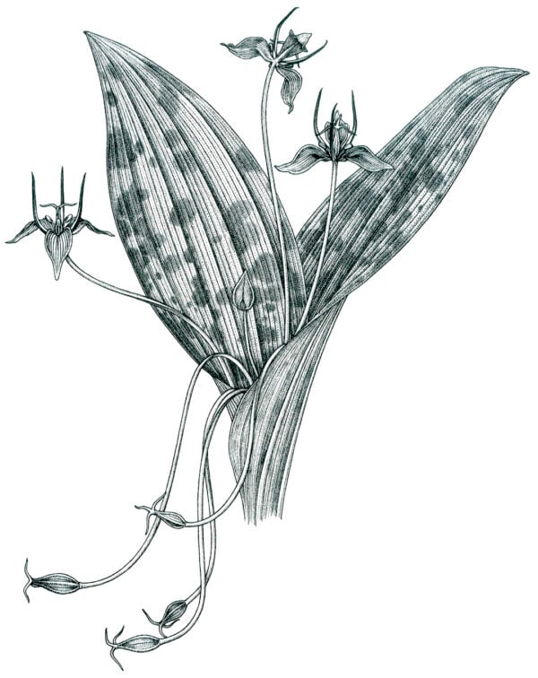 Pacific Horticulture | Gardening with California's Monocots: Slink-pod