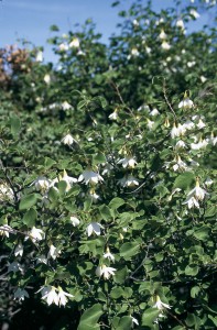 Pacific Horticulture | Styrax