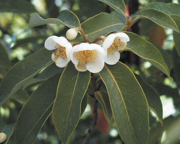 Pacific Horticulture | Schima