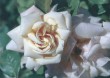 Pacific Horticulture | Tender But Tough: The Old Tea Roses